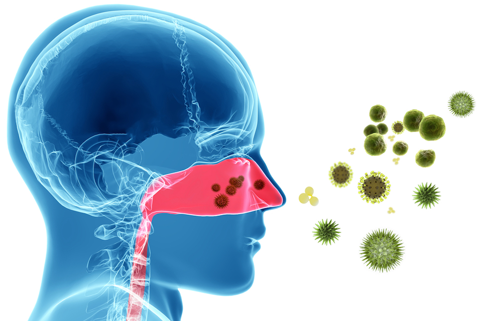 Research Study Demonstrates a Role for Nasal Microbiota in the Host ...
