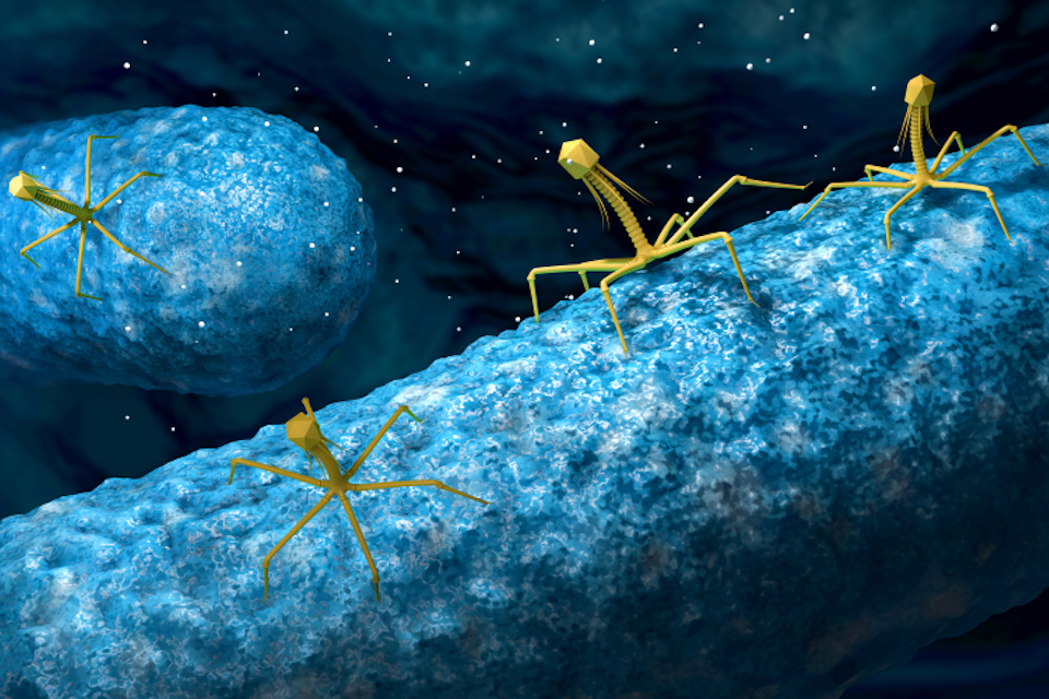 Just a phage? How bacteria’s predators can shape the gut microbiome ...