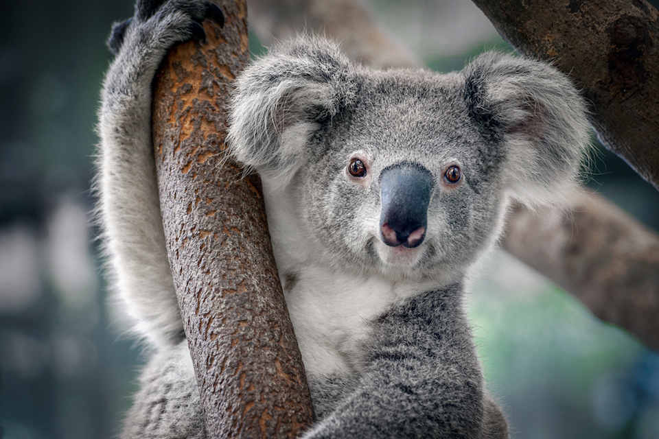 Poo transplants to help save koalas - Microbiome Times Magazine