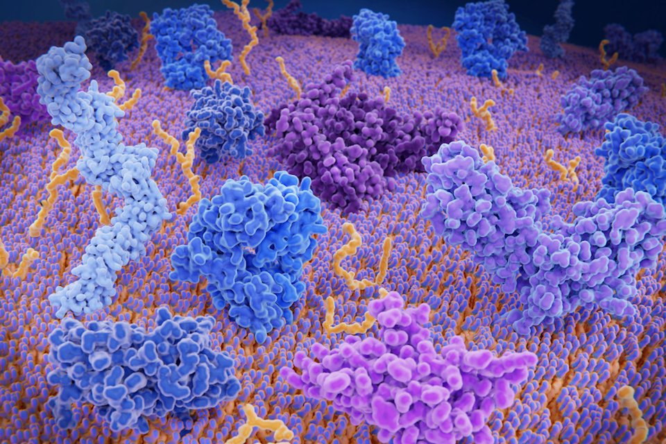 Biomica Reports Positive Preliminary Results in Animal Studies in Its ...