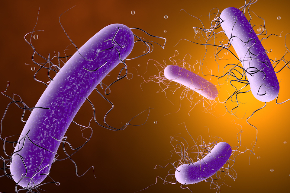 Dieting and its effect on the gut microbiome - Microbiome Times Magazine