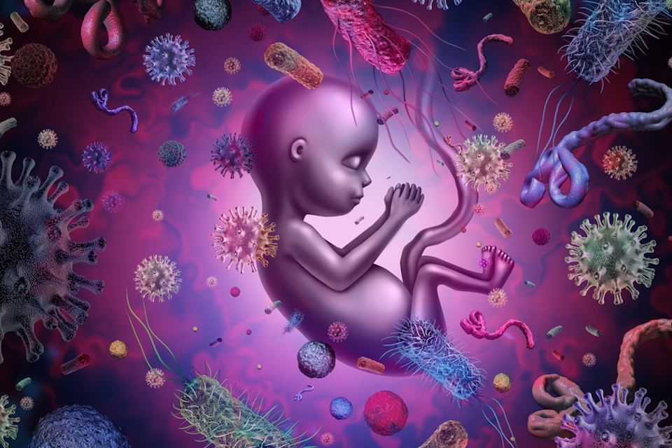 Bacteria do not colonize the gut before birth, says collaborative study ...