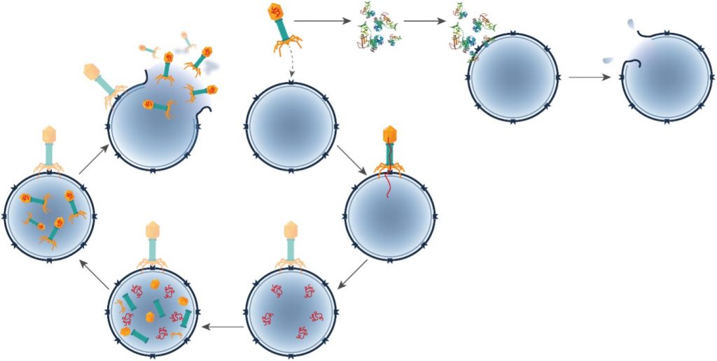 Microbiome ‘editing’ for infectious disease and more: An overview of ...