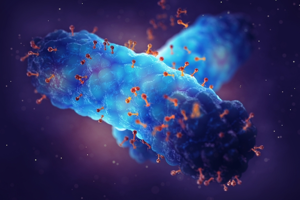 Phage combination therapy can precisely target IBD-related gut bacteria ...