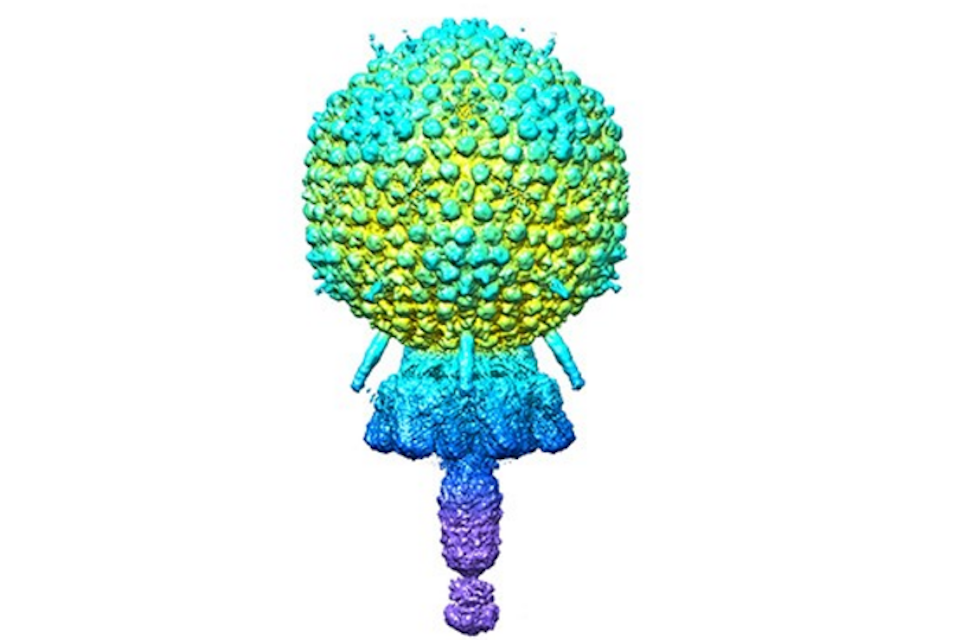 Atomic structure of a staphylococcal bacteriophage using cryo-electron ...