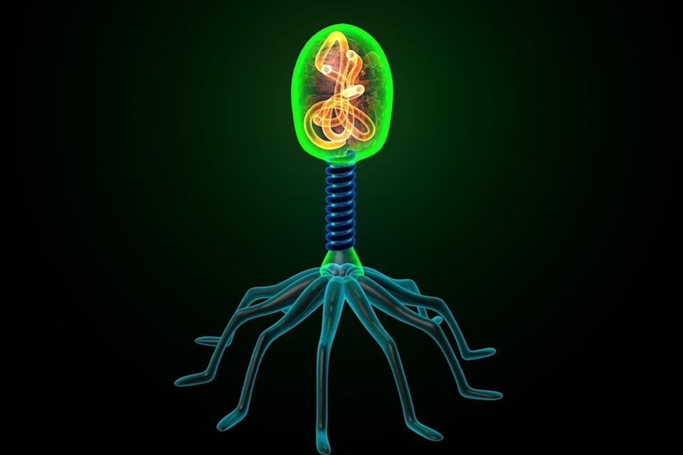 University of Pittsburgh lab shows phage attacks in new light - Microbiome Times Magazine