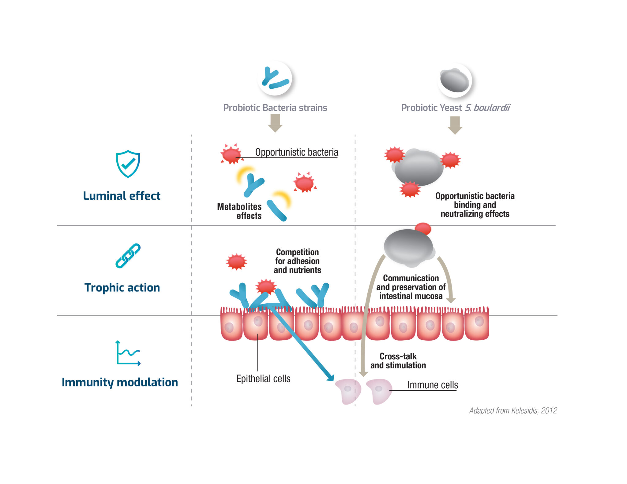 Proven Complementary Effect of Probiotic Yeast and Bacteria ...