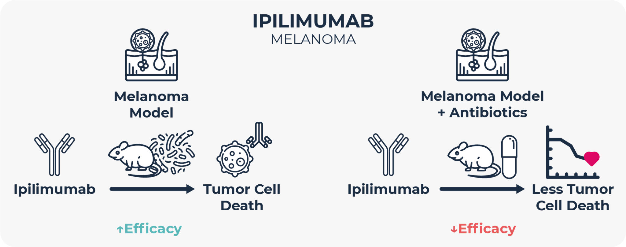 Pharmacomicrobiomics: The universe of microbiome-drug interactions ...